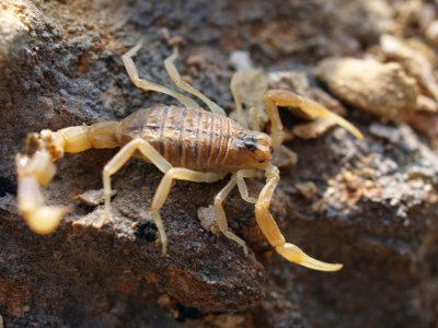 Invertébrés - LPO Occitanie DT Hérault