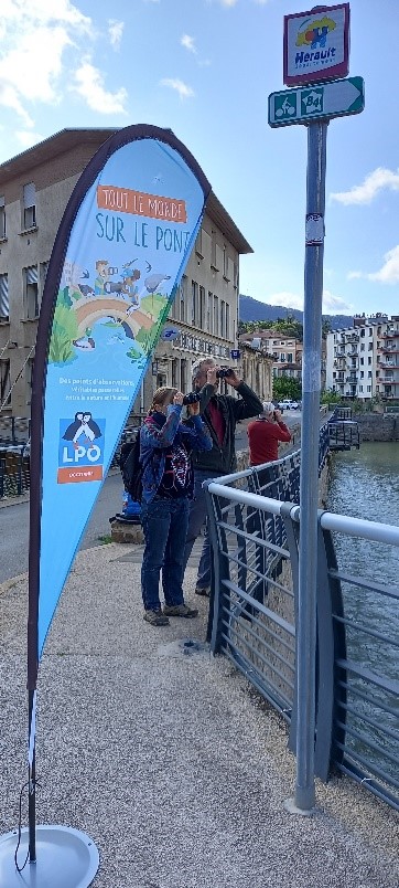 Tout le monde sur le pont ! - LPO Occitanie DT Hérault